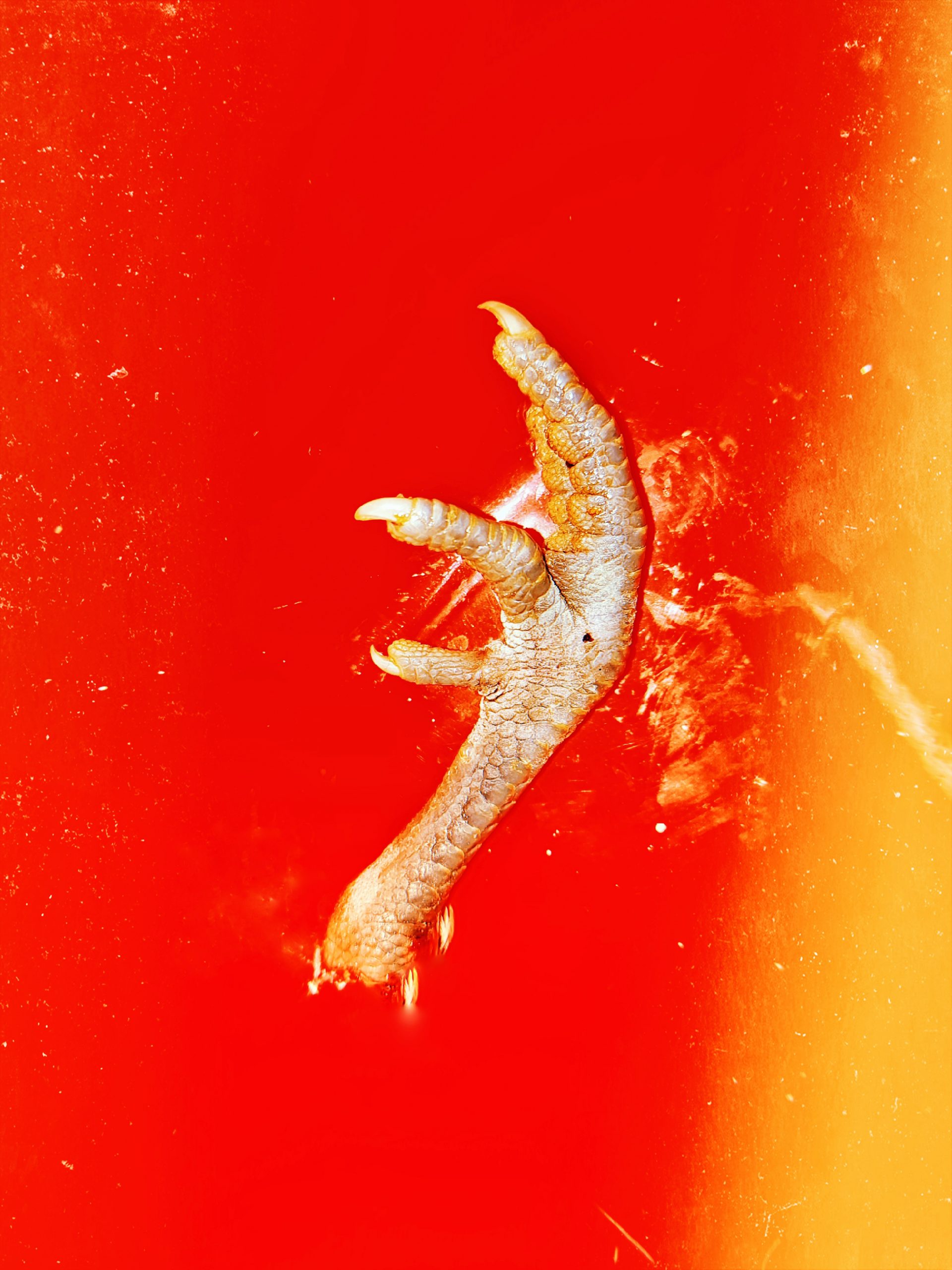 CAPTURING FEMALE IDENTITY: AN INTERVIEW WITH TAHIA FARHIN HAQUE ...